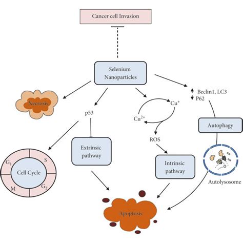 Anticancer Mechanisms Of Selenium Nanoparticles Download Scientific Diagram