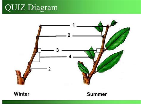 PPT QUIZ Diagram PowerPoint Presentation Free Download ID