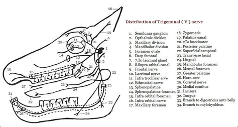 Trigeminal Nerve Cranial Nerve Veterinary Anatomy Vetscraft