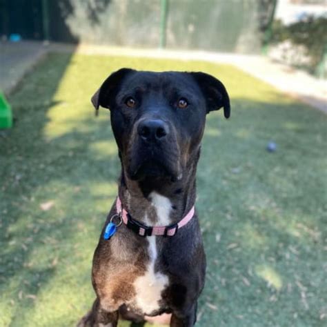 Rspca Sydney Shelter Yagoona Petrescue