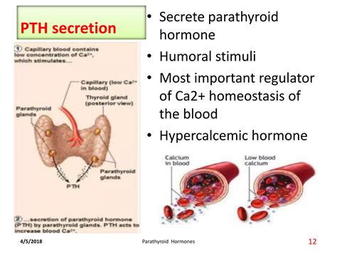Parathyroid Hormone Synthesisstorge Secretion And Transportation Pptx