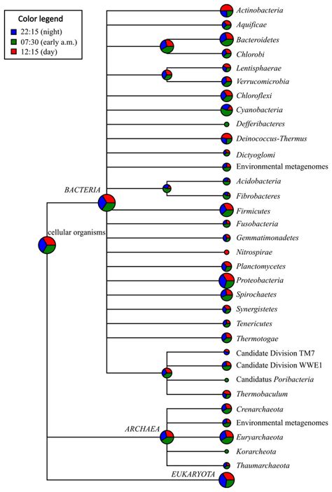 Metatranscriptomic Analysis Of A High Sulfide Aquatic Spring Reveals Insights Into Sulfur