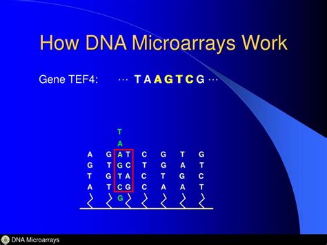 PPT An Introduction To DNA Microarrays PowerPoint Presentation Free Download ID