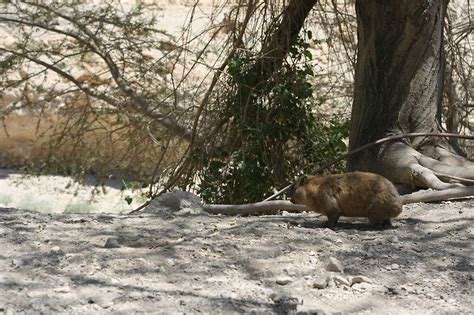 시대의 징조 선지자 이사야
