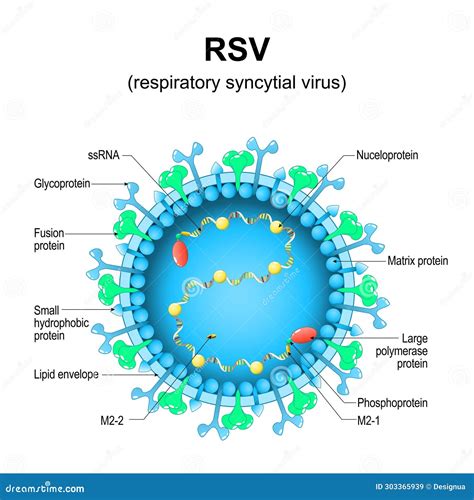 Respiratory Syncytial Virus Rsv Structure Stock Vector Illustration