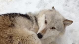 Questions For Your Sona 123 Rfurry