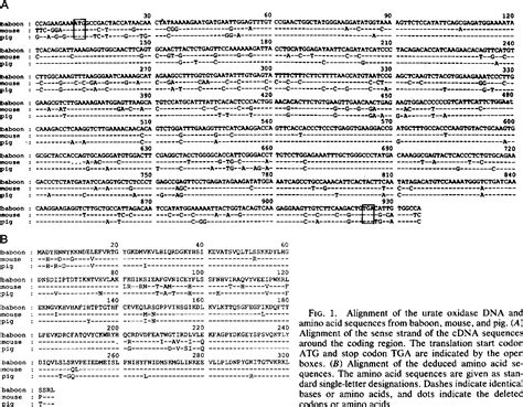 Figure 1 From A Isolation And Sequencing Of The Human Urate Oxidase