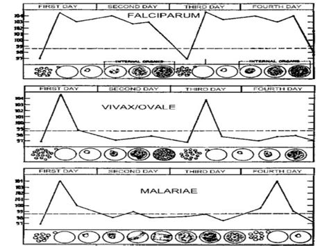Fever Of Unknown Origin Pediatrics