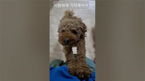 사람보다 다리긴 강아지ㅋㅋ Youtube