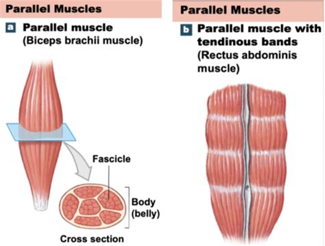 Fascicle Arrangement Flashcards Quizlet