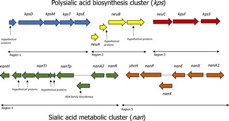 Aeromonas Rivipollensis Strain G87 Organization Gene Clusters For