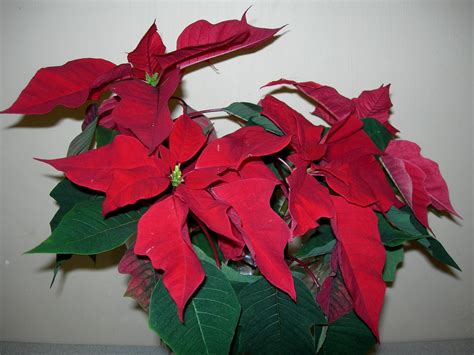 Комнатные растения с красными листьями 72 фото красивые картинки и Hd фото