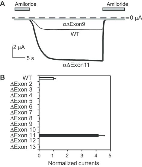 Deletion Of Exon 11 Encoded Region Of The Human Subunit Leads To A Download Scientific Diagram