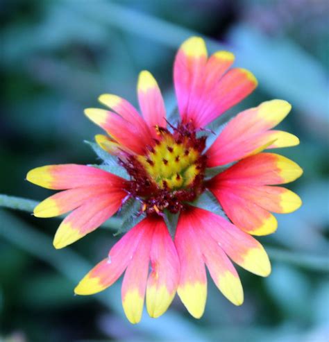 Mountain Moments Late Summer In The Gardens