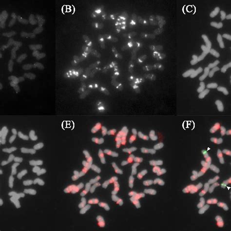 Pdf Characterization Of Chromosome Specific Microsatellite Repeats
