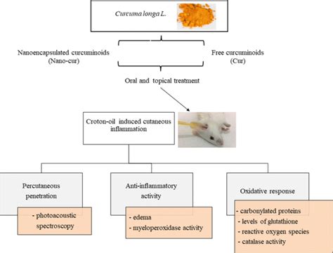 从姜黄中提取的纳米胶囊姜黄素在皮肤炎症模型中的抗炎和抗氧化活性inflammation X Mol