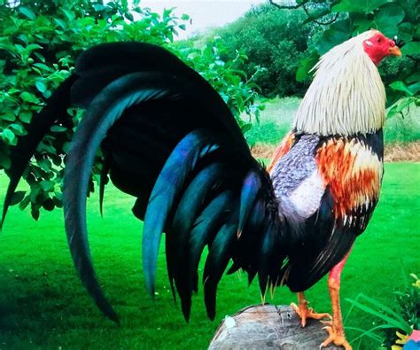 Gallos Finos Descubre Qué Color Predominan En Ellos