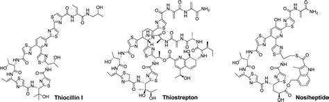 Insight Into Bicyclic Thiopeptide Biosynthesis Benefited From