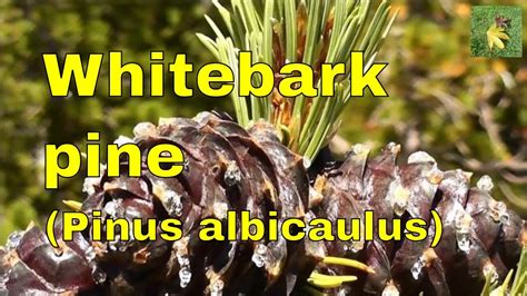 Pitch Pine Vs White Pine At Dolores Bennett Blog