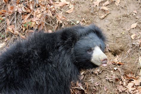 First Look At New Sloth Bear Cubs Born At The Philadelphia Zoo