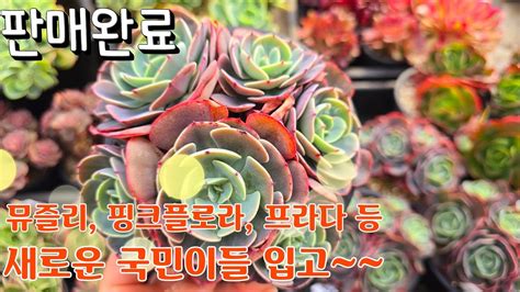 1월30일 분채배송🟡핑크플로라 퀸즈볼 등 40여종 입고 소식~ 01048583904 다육이 다육식물 특가다육