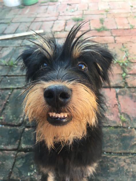 Bingo Terrier