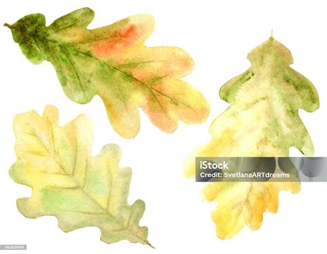 가을 참나무 잎 가지와 도토리의 아름다운 밝은 색상 세트 손으로 그린 일러스트 도토리에 대한 스톡 벡터 아트 및 기타 이미지 도토리 취명아주 10월 Istock