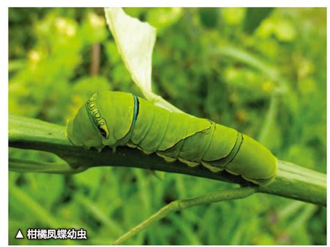 柑橘凤蝶 柑橘病虫害诊断 图片