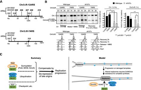 Increasing The Number Of Origins Alone Improves Chromosomal Replication