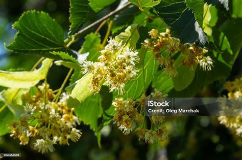 린든 나무 꽃 클러스터 틸리아 코르 데이터 유럽 작은 잎 석회 작은 잎 린든 꽃 약국 묵시 자연 의학 치유 허브 차 아로마 테라피 봄 배경 0명에 대한 스톡 사진 및 기타