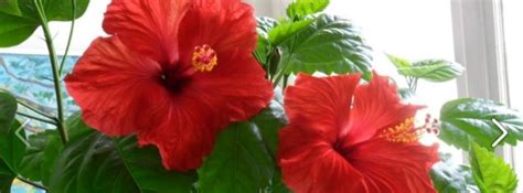 Gedenkseite Für Alana Maria Molnar