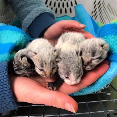 Shelter Cat Gets Help For Her Newborn Kittens When Someone Saves Them
