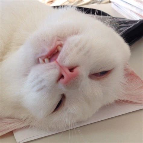 動画あり美猫セツによる驚愕の寝顔写真まとめ いまトピェ Kittens Cats Animals