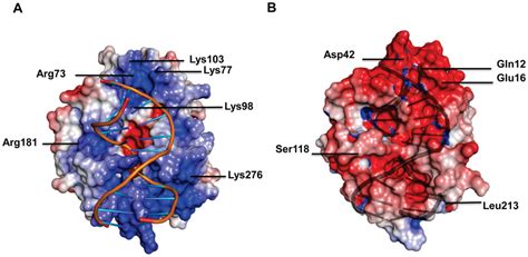 Electrostatic Potential Of The Dna Binding Surface Of Hape1 And The Download Scientific Diagram