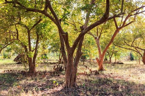 Trees That Start With G I A Comprehensive Guide