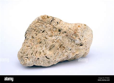 Coquina Is Kind Of Fossiliferous Limestone Limestone Is A Carbonate