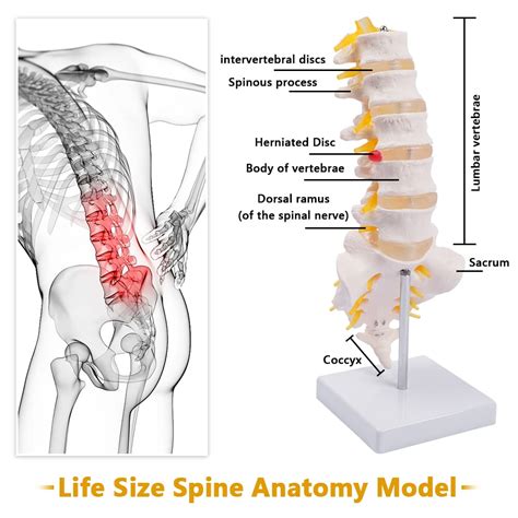 Lumbar Spine Anatomy Video Lumbar Puncture