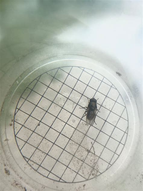 Habitat Study Jcscienceie