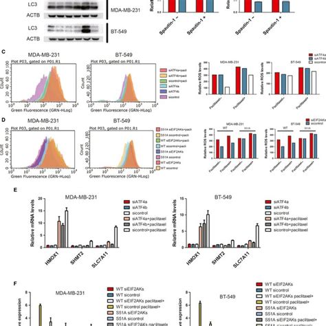 Integrated Stress Response Isr Induction By Paclitaxel But Not