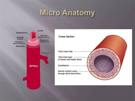 Chronic Lower Limb Ischemia Pptx