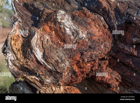 Natures Work Of Art Created Out Of Dying Rotting Tree Stock Photo Alamy
