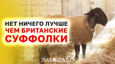 Суффолкская порода овец и баранов Британская селекция Бараны суффолк в России Овцеводство