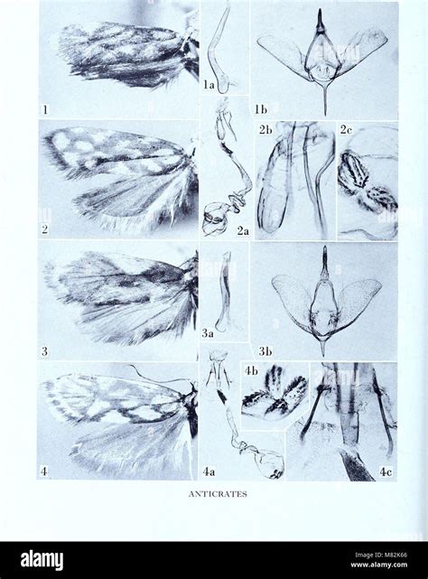 This 1955 Catalogue Provides A Detailed Listing Of Type Specimens Of