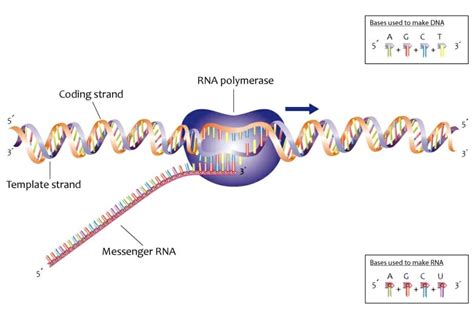 Dna Function