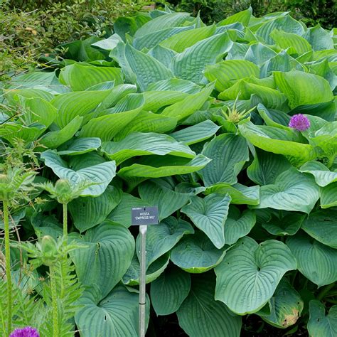 Pw® Shadowland® Empress Wu Hosta Hosta Empress Wu Pp20774 Servescape