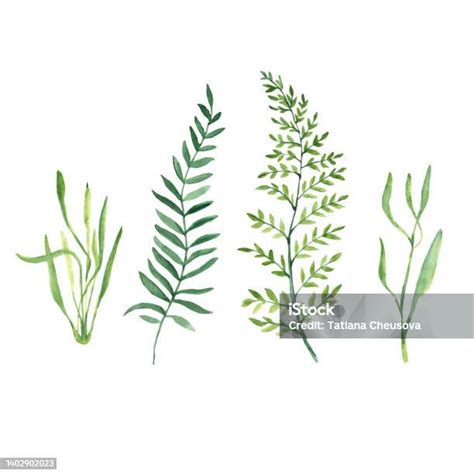 녹색 나뭇 가지와 허브는 흰색 배경에 고립되어 있습니다 수채화 손으로 그린 그림 개체 그룹에 대한 스톡 벡터 아트 및 기타 이미지 개체 그룹 계절 그리기 Istock