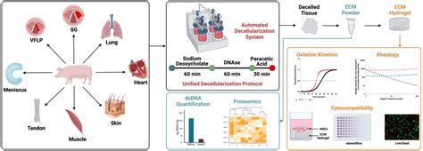 Towards A Standardized Multi Tissue Decellularization Protocol For The