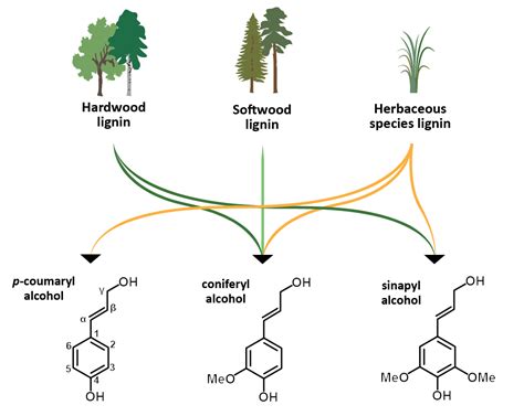 The Image Shows The Relationship Between Different Types Of Lignin And