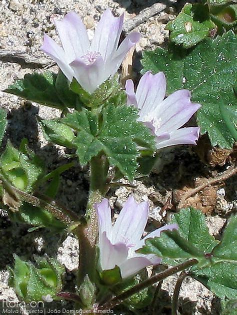 Género Malva Flora On