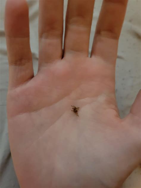 Can Someone Sex My A Chalcodes Molt R Tarantulas